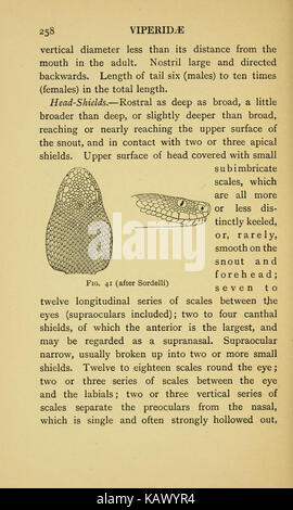 The snakes of Europe (Page 258 Stock Photo - Alamy
