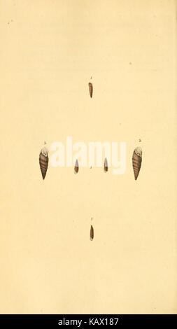 The natural history of British shells (Plate 14 Stock Photo - Alamy