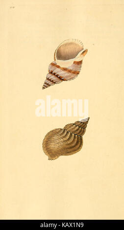 The Natural History of British Shells, Pictorial Works, Plate 93 Stock ...