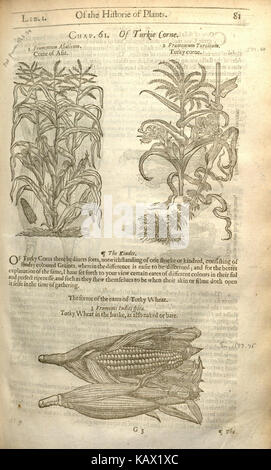 The herball, or, Generall historie of plantes (Page 1219 Stock Photo ...