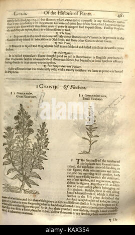 This image is from 'The Herball, or, Generall Historie of Plantes,' an ...