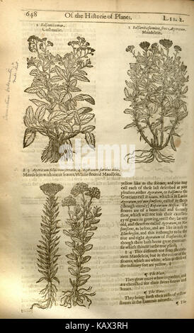 A page from 'The Herball' by John Gerard, documenting plant species and their uses in herbal ...