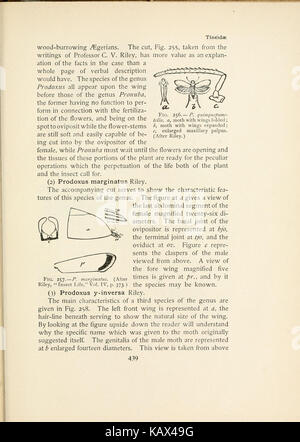 This page from 'The Moth Book' presents an illustration of moth species ...