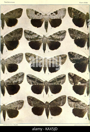 The moth book (Plate XXXI Stock Photo - Alamy
