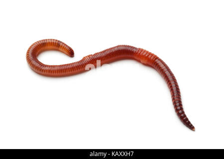 earthworm on white background Stock Photo - Alamy