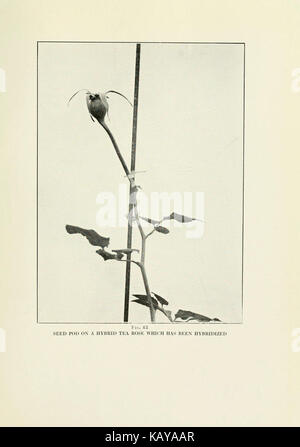 A practical guide to gardening, offering advice on cultivating various ...