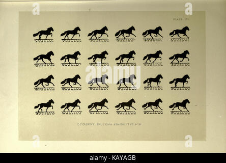 The horse in motion as shown by instantaneous photography Stock Photo ...
