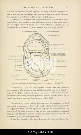 This anatomical guide presents a detailed dissection of the horse’s ...