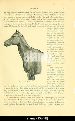 The Horse (Page 49 Stock Photo - Alamy