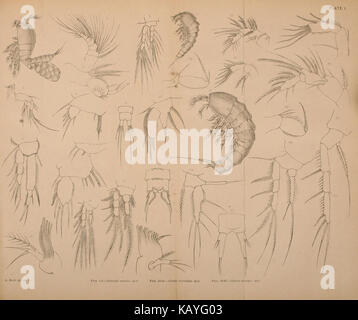 This illustration from the Smithsonian depicts various fish species ...