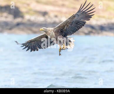scottish white tailed fish eagle resting on ground near nest site Stock ...