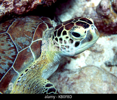 Underwater picture of a Loggerhead sea Turtle, ( Caretta caretta ...