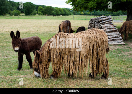 Rare dreadlocked Le Baudet donkeys at a sanctuary in France - picture ...