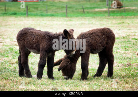 Rare dreadlocked Le Baudet donkeys at a sanctuary in France - picture ...