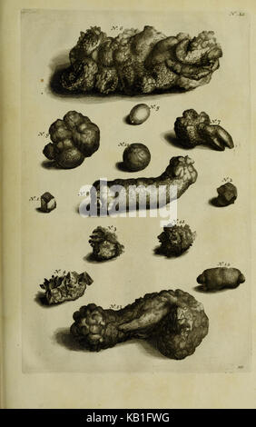 Thesaurus imaginum piscium testaceorum (20580779288 Stock Photo - Alamy