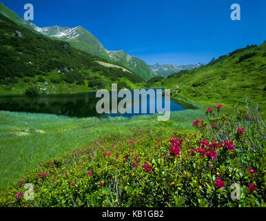 Alp, the Alps, alpine rose, alpine roses, mountain, mountains, Bern ...