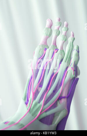 Human foot toes medical teaching model showing bones ligaments tendons ...