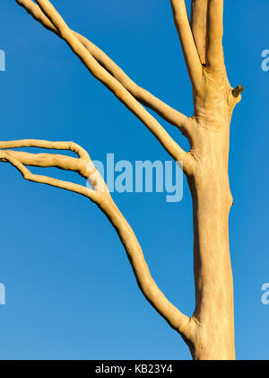 Spotted Gum Tree (Corymbia citriodora variegata), Mt. Cootha Botanic ...