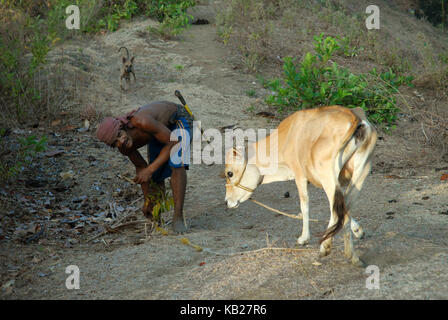 Farmer with his cattle, Mabini Sur, San Joaquin, Iloilo, Philippines ...