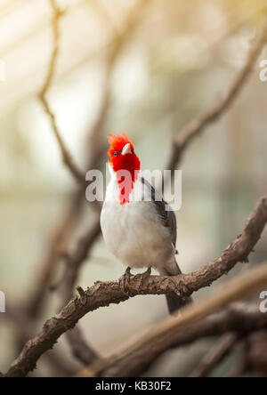 A beautiful canary bird standing on a wooden stand in a blue cage on a ...