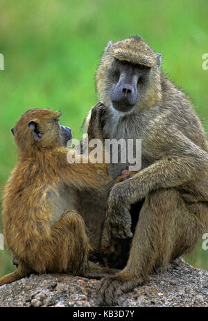 Young couple baboons Stock Photo - Alamy