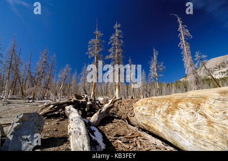 Dead trees in the Horseshoe lake, the USA Stock Photo - Alamy