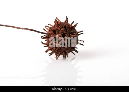Sweet gum tree seed pod from Liquidambar styraciflua, commonly called ...