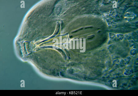 Water Bear (Macrobiotus richtersi) microscopic image, animal is less ...