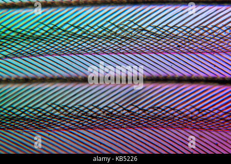 Close up of feather showing barbules and barbicels Stock Photo - Alamy