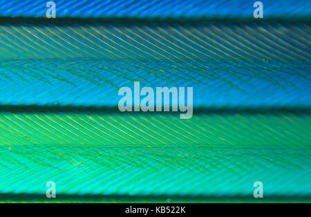 Detail of feather showing interlocking barbules Stock Photo - Alamy