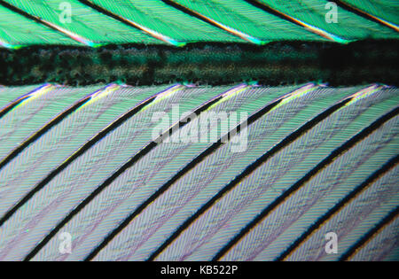 Close up of feather showing interlocking barbules Stock Photo - Alamy