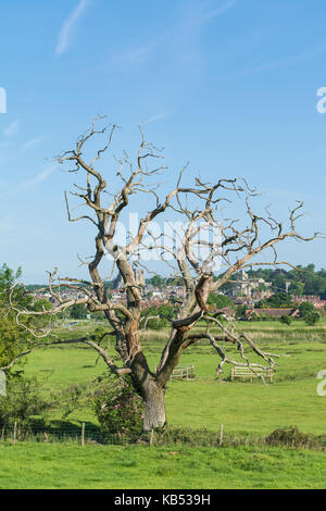 Dead leafless tree in a field of dry grass on a scorching hot day, Fire ...