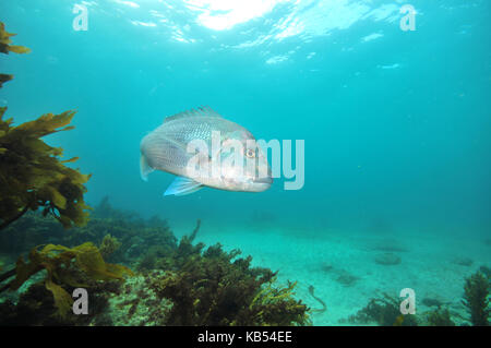 Large Australasian snapper Pagrus auratus above rocky reef covered with ...