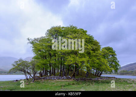 Small beech forest at the edge of a lake with Castle Kilchurn, Loch Awe ...