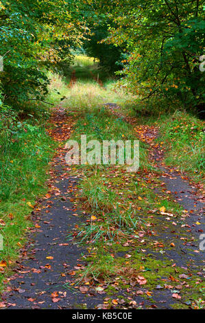 wet autumn weather with deciduous trees leaves autumn Stock Photo - Alamy