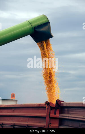A tractor and trailer unloading corn into an auger to be stored in a ...