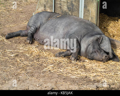 Domestic Pig, Large Black sow, resting in paddock, Museum of East ...