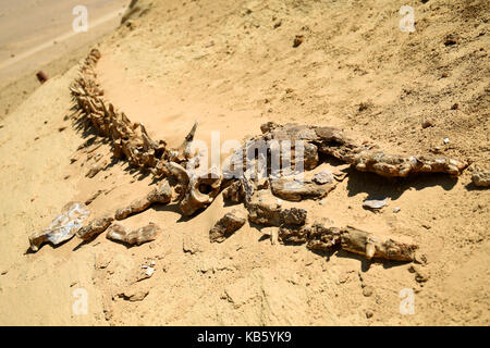Cairo, Egypt. 27th Sep, 2017. Whale fossils are seen in Wadi Al-Hitan ...