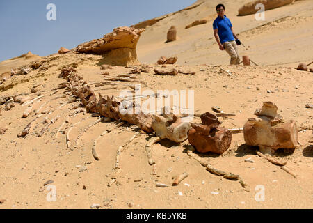 Cairo, Egypt. 27th Sep, 2017. Whale fossils are seen in the natural ...