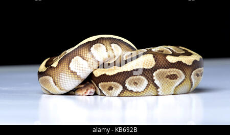 ball python and white studio background Stock Photo - Alamy