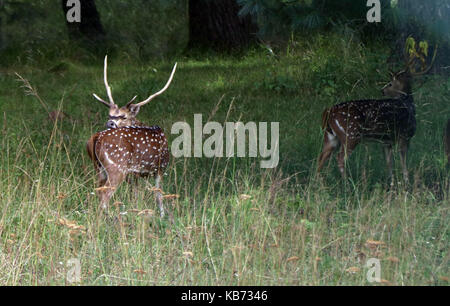 India. 27th Sep, 2017. A pair of Kashmiri Hangul, red stag, at animal ...