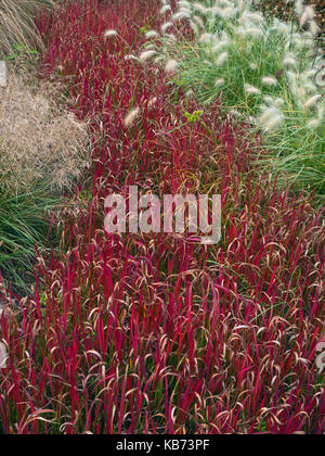 Imperata cylindrica 'Rubra' - Japanese Blood Grass Stock Photo - Alamy