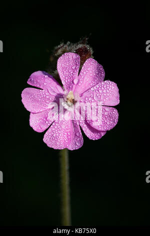 Dew covered red campion flower in hedgerow Stock Photo: 309888887 - Alamy