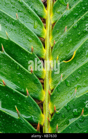 Modjadji Cycad (Encephalartos transvenosus), Modjadji Cycad Reserve ...