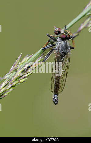 Devon Red-legged Robberfly (Pamponerus germanicus) with prey, The ...