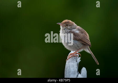 Neddicky (Cisticola fulvicapilla) young perched on dead branch, South ...