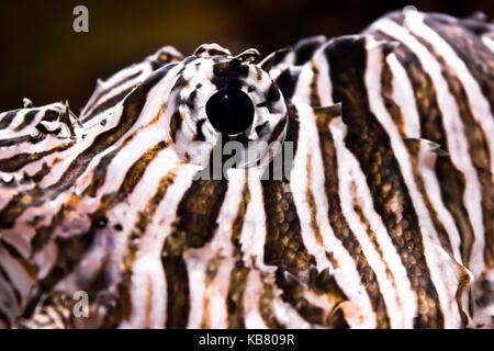 Red Lionfish (Pterois volitans), detail view of scales and the Stock ...