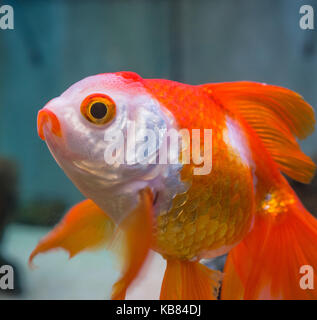 Fancy goldfish, Sarasa oranda male Stock Photo - Alamy