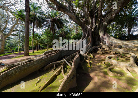 Ancient Australian fig tree in the botanical gardens, Ponta Delgarda ...