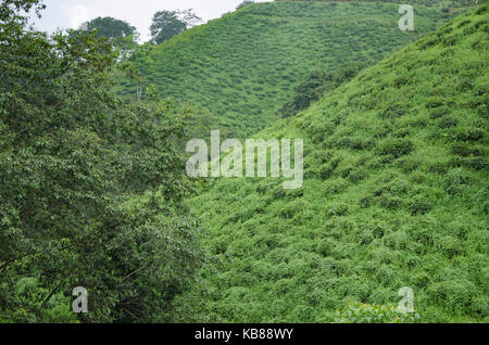 Tea plantation in Ilam, Nepal Stock Photo - Alamy